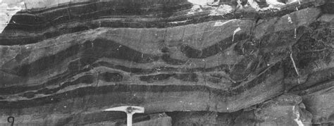 Nodular Limestone Facies Of The Rohtasgarh Limestone The Semri Group