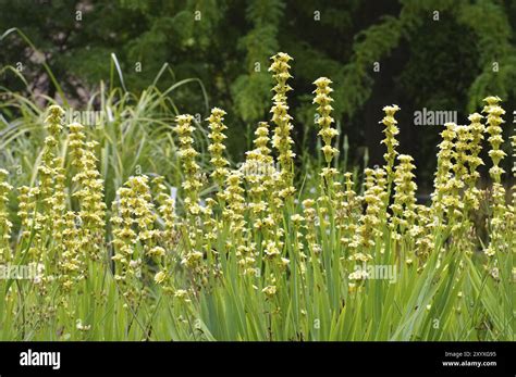 Rush Lily Sisyrinchium Striatum An Evergreen Perennial Plant Pale