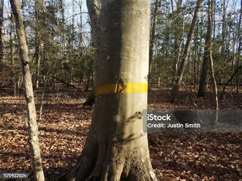 나무 줄기와 노란색 페인트 표시와 갈색 잎 나무 나무 껍질 0명에 대한 스톡 사진 및 기타 이미지 0명 갈색 나무