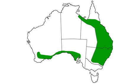 Common Death Adder Facts Size Habitat Pictures