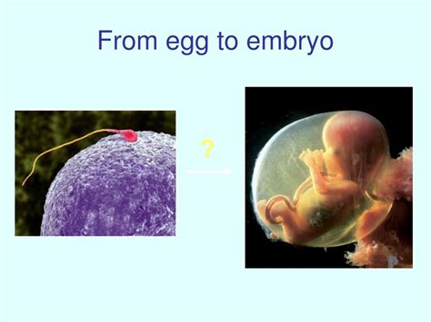 Ppt Peptide Biosynthesis Powerpoint Presentation Free Download Id