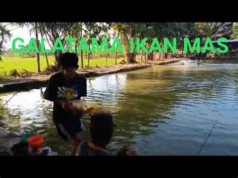 Mancing Galatama Ikan Mas YouTube