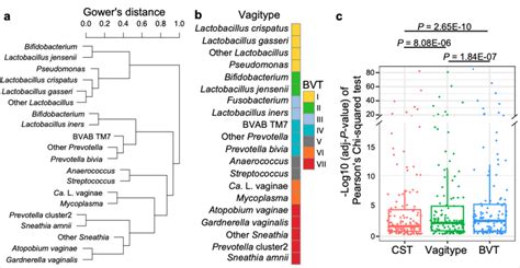 A New Classification Method For The Vaginal Microbiome A Three Types
