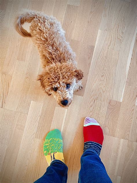 Verdensdagen For Downs Syndrom Feires Med å Ta På Forskjellige Sokker