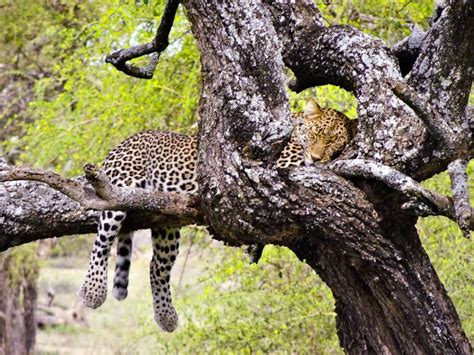 Photo Friday Lazy Leopard Napping In A Tree Serengeti Tanzania