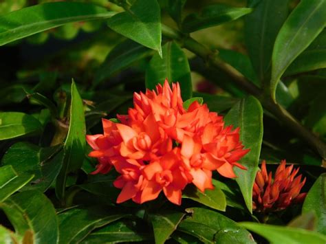Santan Flower Free Photo On Pixabay Pixabay