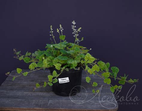 Тиарелла сердцелистная (Tiarella cordifolia `Appalachian Trail ...