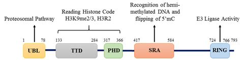 Structure Of Uhrf1 Protein Structure Of Uhrf1 Protein Showing The Download Scientific Diagram