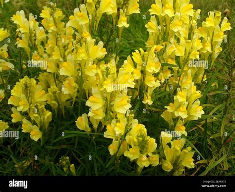 Leinkraut Echtes Linaria Vulgaris Stock Photo Alamy