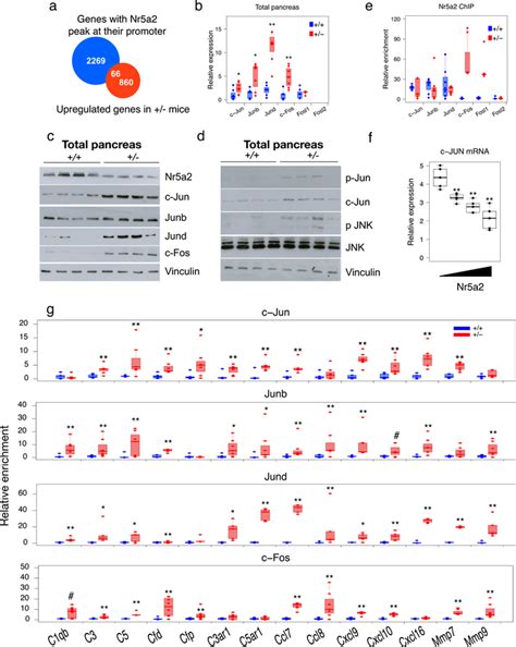 Transcriptional Regulation By Nr5a2 Links Differentiation And