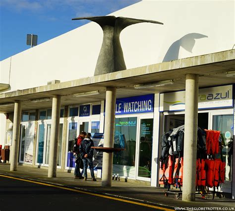 Whale Watching In The Azores Islands With Terra Azul The Globe Trotter