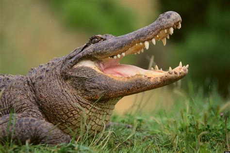 Alligator Facts 20 Interesting Facts About Alligators