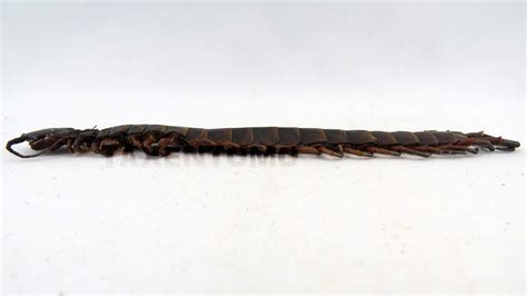 Scolopendra Gigantea