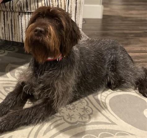 Wirehaired Pointing Griffon Pups
