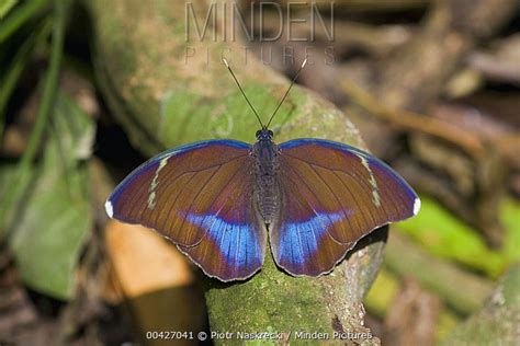 Minden Pictures Stock Photos Right Hindwing Euphaedra Harpalyce Butterfly Ajenjua Bepo