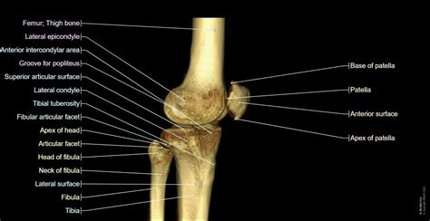 Anatomy Of The Knee Ct Arthrography E Anatomy