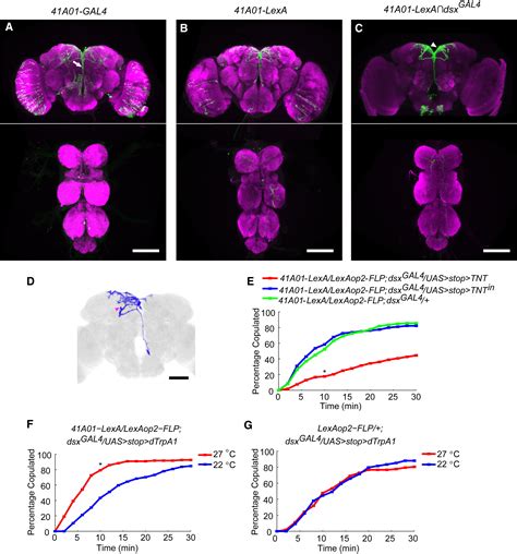 Central Brain Neurons Expressing Doublesex Regulate Female Receptivity In Drosophila Neuron