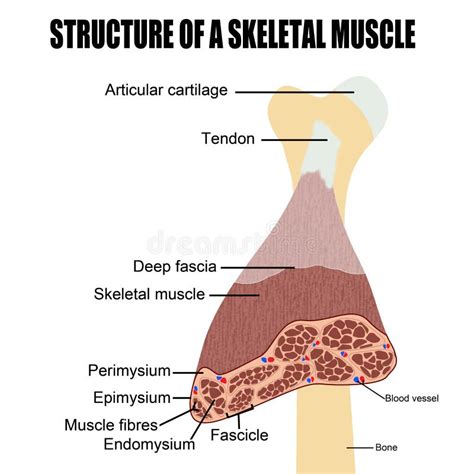 Structure Dun Muscle Squelettique Illustration De Vecteur Image