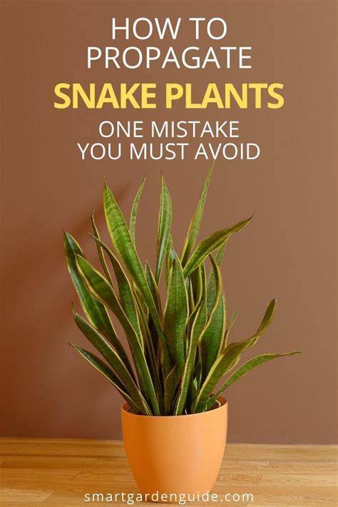 A Potted Plant With The Words How To Propagate Snake Plants One Mistake You Must Avoid