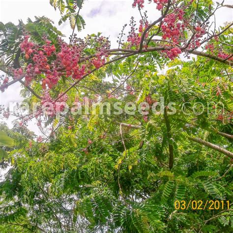 Cassia Grandis Pink Shower Tree Buy Seeds At