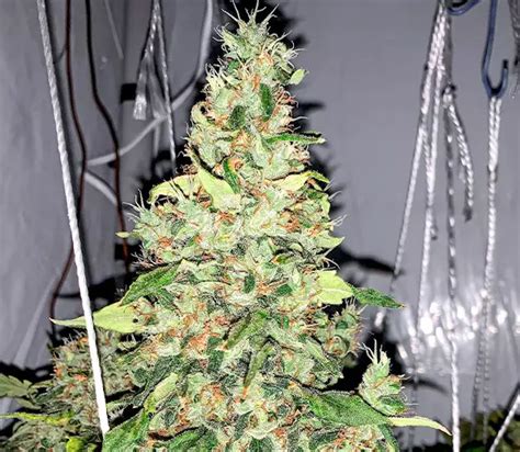 My Lsd Strain Grow Diary With Grow Info And Tips Herbies Seeds