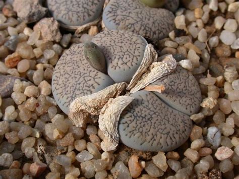 Kakteen Haage Lithops Marmorata C360 35km Ne Of Steinkopf Cape