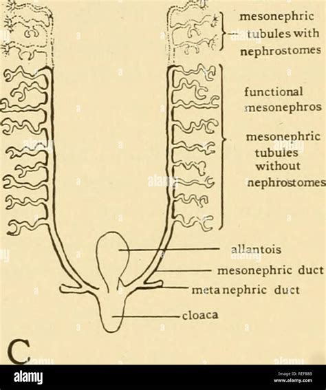 Comparative Anatomy Anatomy Comparative 442 Comparative Anatomy
