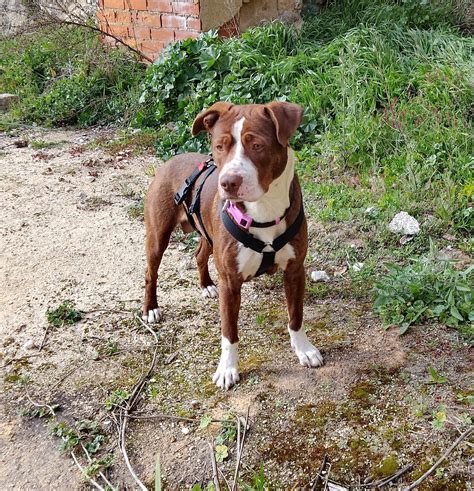 Adoption de Selva hogar Moyen chien chien croisé moyen région Provence Alpes Côte d Azur
