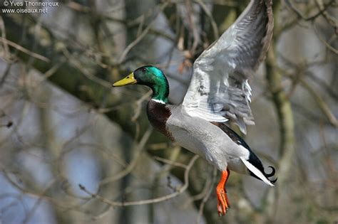 Canard Colvert Yvth