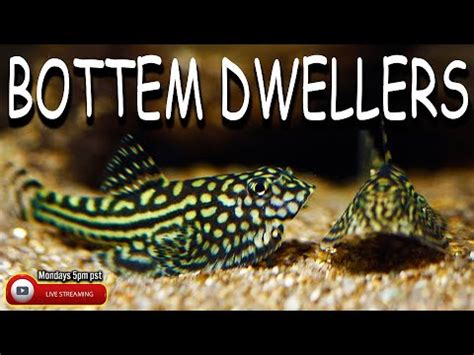 Exploring The Depths Bottom Dwelling Aquarium Fish Live Stream YouTube