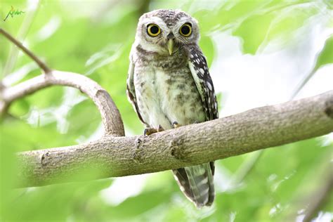 Alder s Bird watching Notes 泰國鳥橫斑腹小鴞Spotted Owlet Phutthamonthon