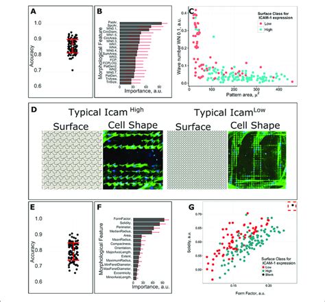 Correlations Between Surface Design Cell Shape And Icam 1 Download Scientific Diagram