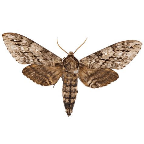 Waved Sphinx Moth The Wisconsin Moths Field Guide