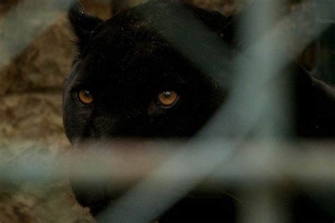 Pantera Negra Que Come Donde Vive Características Y Curiosidades
