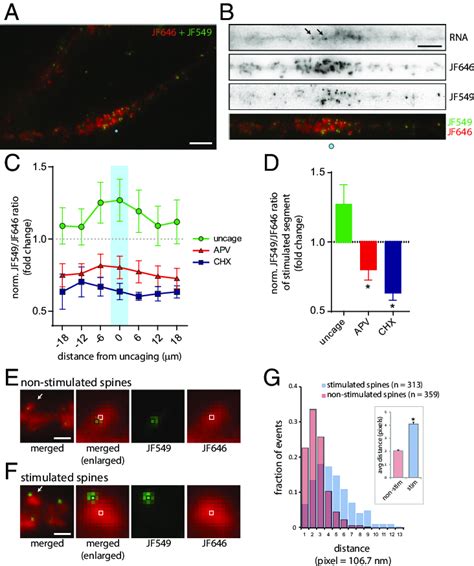 Stimulation Leads To New Synthesis And Localization Of Halo Actin