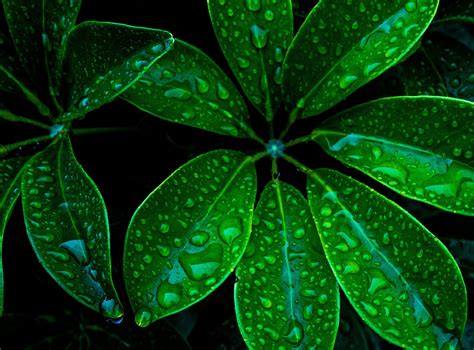 Wallpaper X Px ART Leaves Macro Nature Plants X