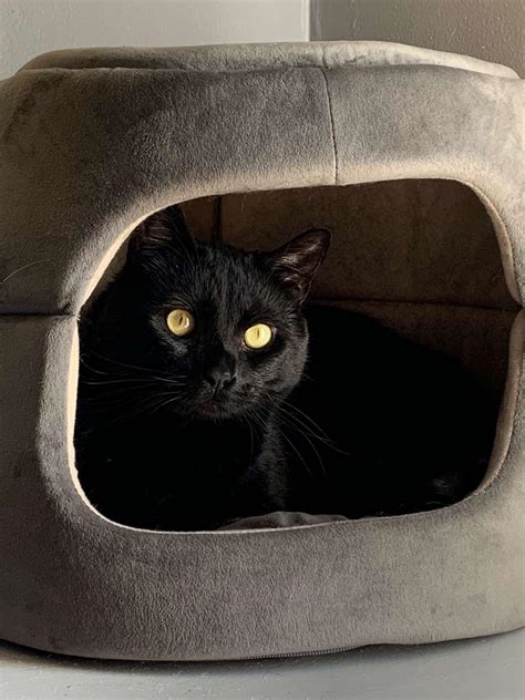 Toby R Cats