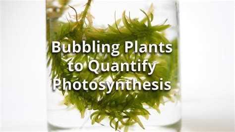 Bubbling Plants Experiment To Quantify Photosynthesis Youtube