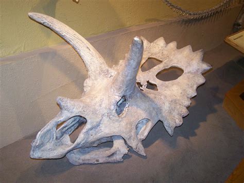 Stock Triceratops Head By Kaltyr On Deviantart