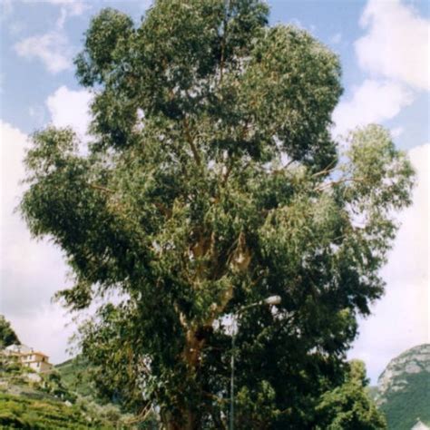 Buy Tasmanian Blue Gum Eucalyptus Globulus 20 Seeds Online Seeds
