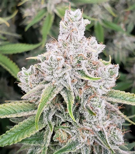How To Use Dyna Gro Nutrients To Grow Cannabis Grow Weed Easy