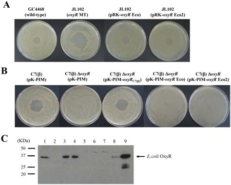 A The Phenotypes Of Wild Type E Coli Strain Gc4468 And Its Isogenic