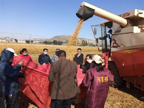 菏豆33号实打验收 349 04 公斤 亩 农科新闻 菏泽市农业科学院 山东省农业科学院菏泽分院