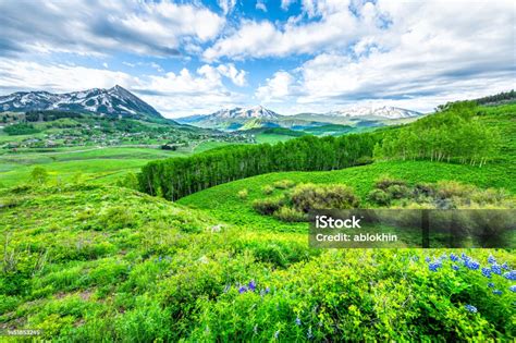 여름에는 콜로라도 스키 리조트 타운인 마운트 크레스티드 뷰트의 넓은 각도 전망 많은 보라색 파란색 루핀 꽃 아스펜 나무 숲으로 무성한 녹색 잔디가 있습니다 경관에 대한 스톡