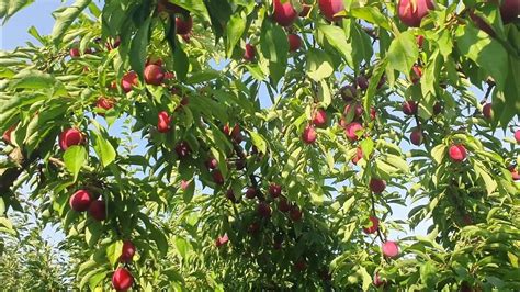 대석자두 수확중 나무에서 잘익은 완숙과 판매 010 8968 0300 Youtube