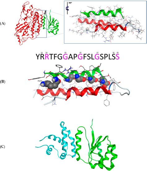 Figure 2 From Unraveling Desmins Head Domain Structure And Function
