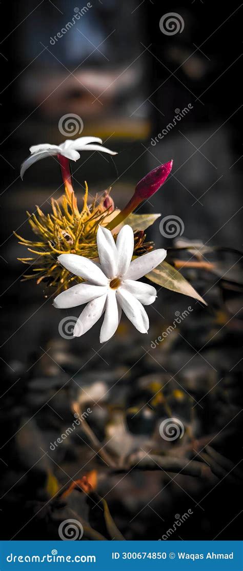 Jasminum Polyanthum The Many Flowered Jasmine Or Pink Jasmine Stock