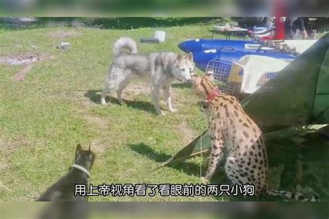 小黑狗遭到薮猫欺负，找来老大二哈撑腰