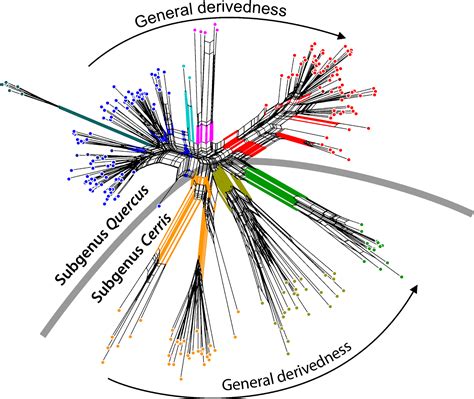 The Genealogical World Of Phylogenetic Networks Next Generation