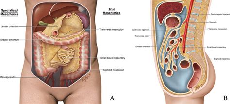 Mesentery Proper Diagram